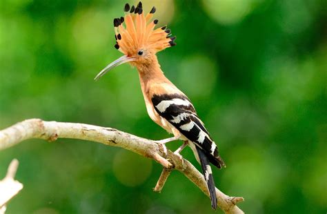 Tipos De Pájaros Características Hábitos Y Más