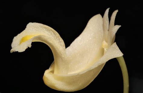 Dendrobium Hymenanthum