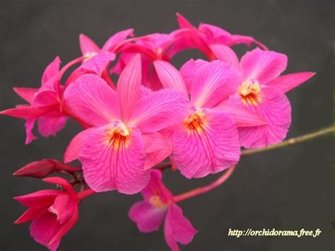 Broughtonia Sanguinea Orchid Cattleya X Broughtonia Broughtonia Sanguinea Orchid Care Beauty