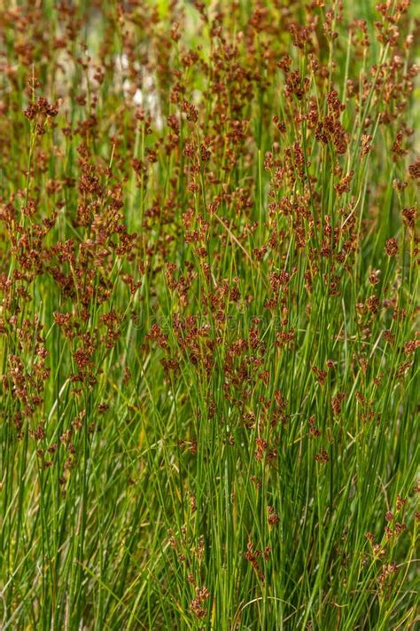 Common Soft Rush Juncus Effusus Is A Perennial Herbaceous Flowering