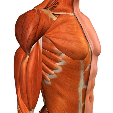 Serratus Anterior Muscle Cadaver Serratus Anterior Muscle Cadaver