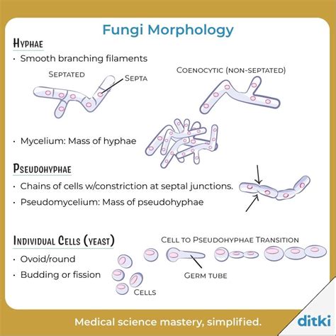 Fungi Morphology In Medical Science