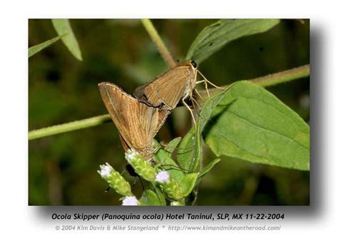 Ocola Skipper