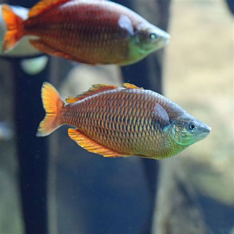 Rainbow Fish Diseases