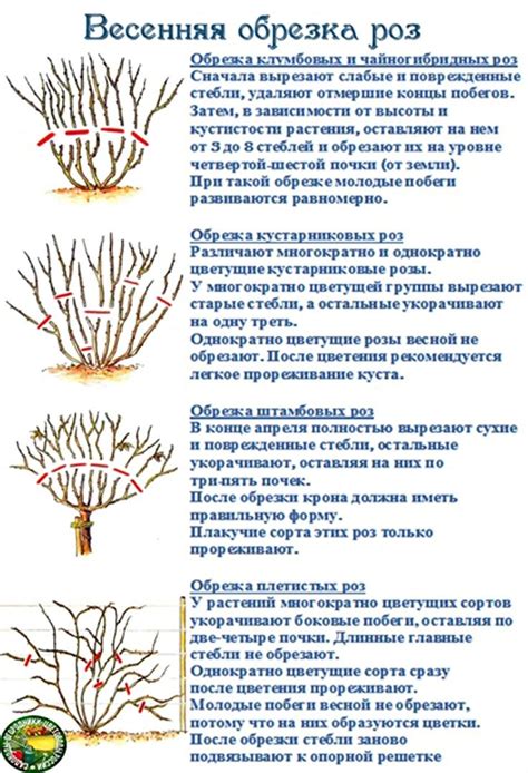 How And When To Prune Knock Out Roses Artofit