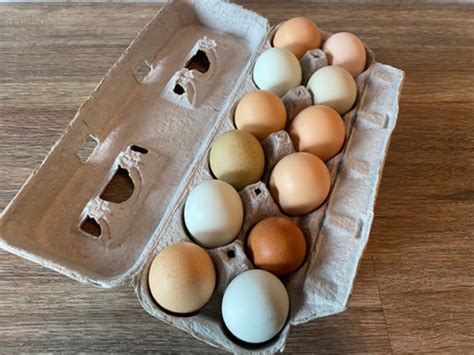 5 Remarkable Facts Do Roosters Lay Eggs Cookthink