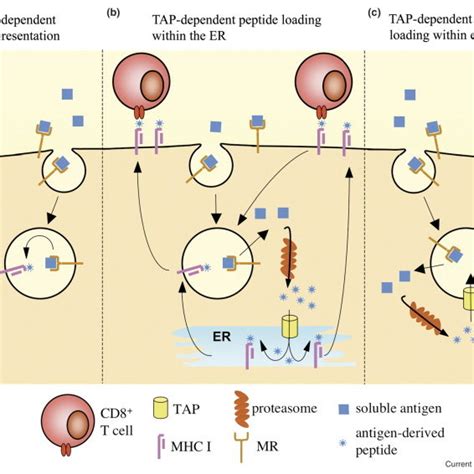Crosspresentation Of Particulate Antigen Is Time Dependent Whereas