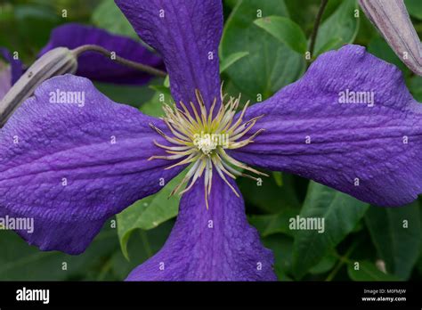 Clematis 'Rasputin' Blume Stockfotografie - Alamy