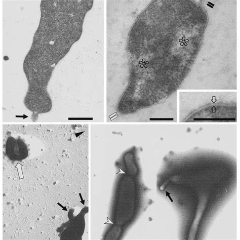 Pdf Ferroplasma Acidiphilum Gen Nov Sp Nov An Acidophilic