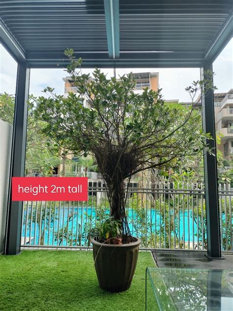 Big Bayan Tree With Pot Furniture And Home Living Gardening Pots And Planters On Carousell