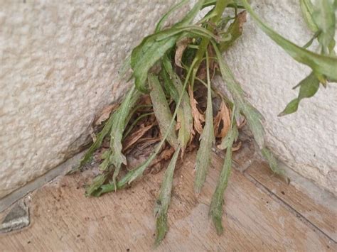 How To Make Coca Cola Weed Killer A Surprising Garden Hack Hometalk