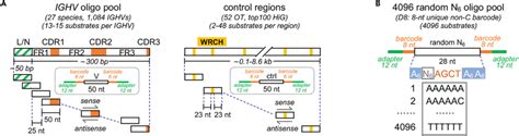 Design Of Short Ssdna Oligo Pools Containing Complex Sequences A Download Scientific Diagram