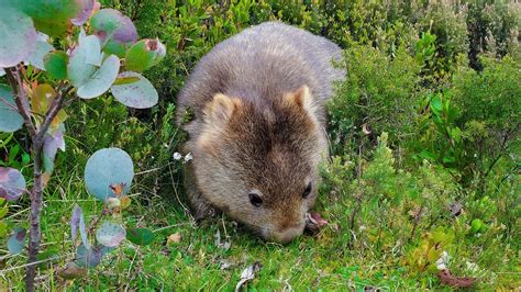 Wombat Wallpaper