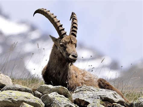 Plus De 300 Images De Ibex Kaukasiska Et De Bouquetin Pixabay