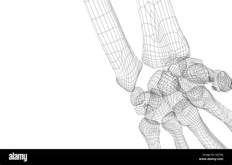 Anatomia Del Polso Carpale Immagini E Fotografie Stock Ad Alta Risoluzione Alamy