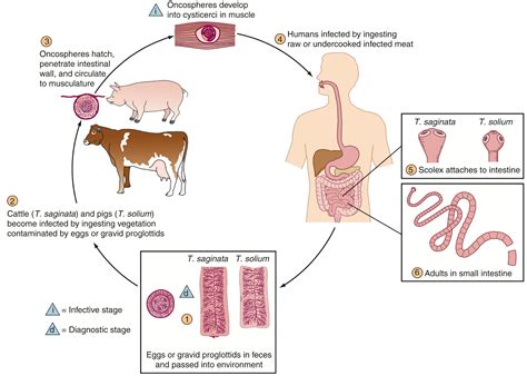 Taenia Saginata Life Cycle