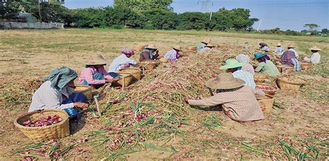 စစ်ကိုင်းခရိုင်အတွင်းရှိ မိုးကြက်သွန်နီစိုက်ခင်းများစတင်ဆွတ်ခူး