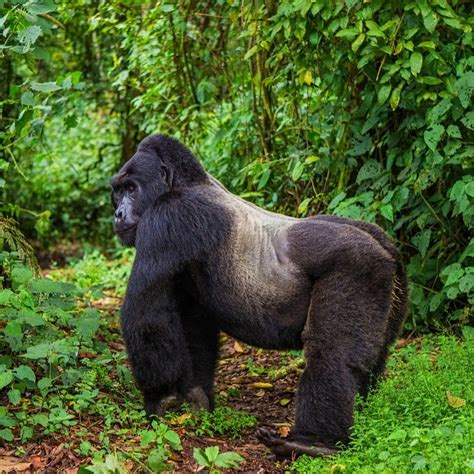 Marvel Gorilla Adventure Youtube