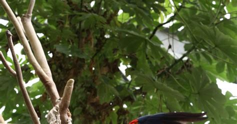 Clown Fish Cafe GIMP Quickie No 1 Photo Painting Effect