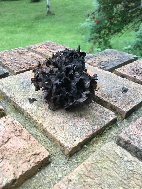 Chunk Of Wood From Inside Bug Infested Poplar Tree Rmildlyinteresting