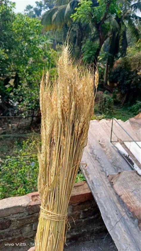 Dry Corn Grass At Rs 17 Piece Pressed Flowers In North Dumdum Id 2850498877797
