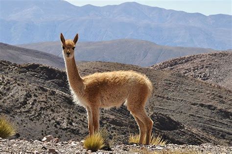 Vicuña Bichos Argentinos Fotografías De Fauna Argentina