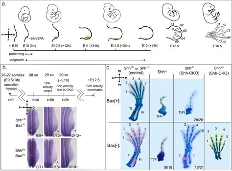 Sonic Hedgehog Protein Mutation