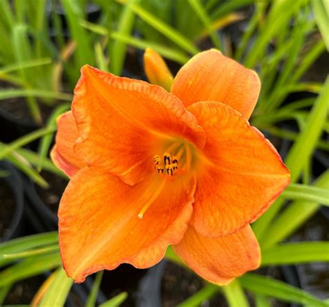 Mauna Loa Daylily Hemerocallis New Hope Daylilies