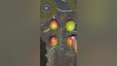 কুল ফল Shortvideos Viral Funny Trending Subscribe Youtube