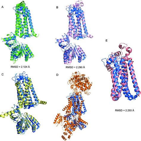 Raptorx Predicted In Silico Structure Model Of Human Nox1 A Side