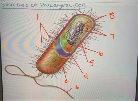 Biol 110 Week 5 Flashcards Quizlet