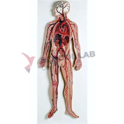 Human Circulatory System Model