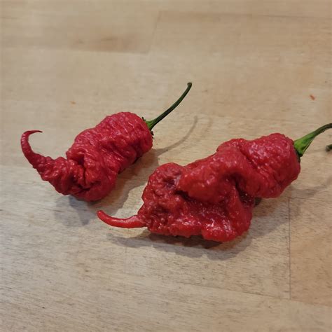 Poison Tail 10 Isolated Seeds Atomicpepperseeds