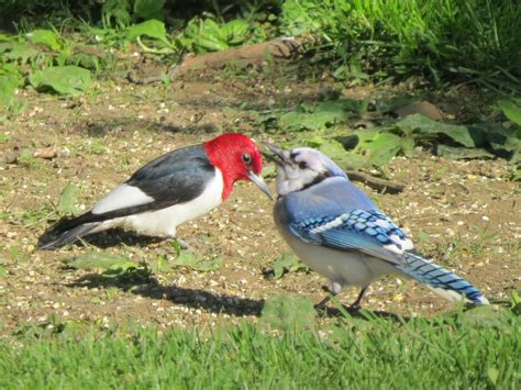 What Do Red Jays Mean At Rose Woods Blog