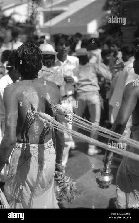 Devotees Scourging Themselves With Hooks On Ropes Attached To Their Backs At The Indian
