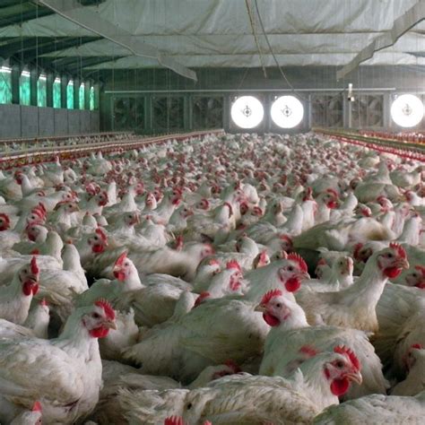 Prevalence Of The New Ibdv Strain Uk2019 In Slow Growing Broilers In