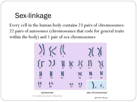 Ppt Blueprint Of Life Topic 12 Sex Linked Genes Powerpoint