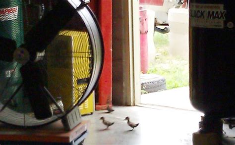 Birds In Warehouse Decor
