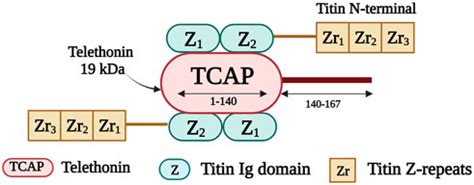 Frontiers Structural And Signaling Proteins In The Z Disk And Their