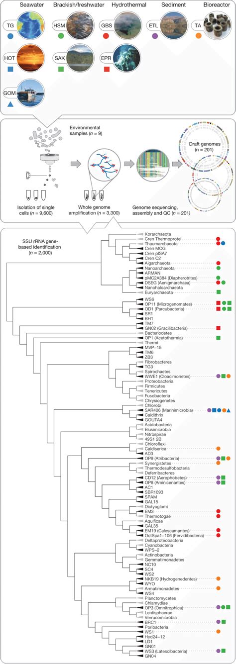Sampling Sites And Single Cell Sequencing Workflowupper Panel Nine