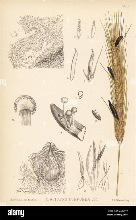 Ergot Of Rye Claviceps Purpurea Handcoloured Lithograph By Hanhart
