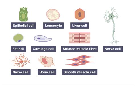 Year 8 Science Specialized Cells Diagram Quizlet