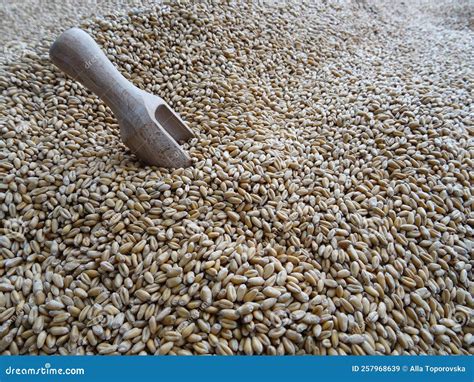 Grown Crop Of Cereals Wheat Seeds Close Up Stock Image Image Of