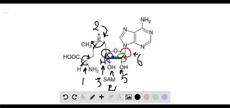 Solveda Trivalent Positively Charged Sulfur Atom Called A Sulfonium