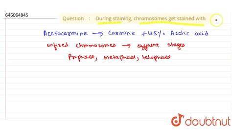 During Staining Chromosomes Get Stained With