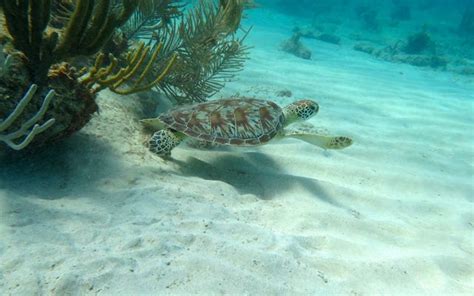 Green Sea Turtle The Nature Conservancy