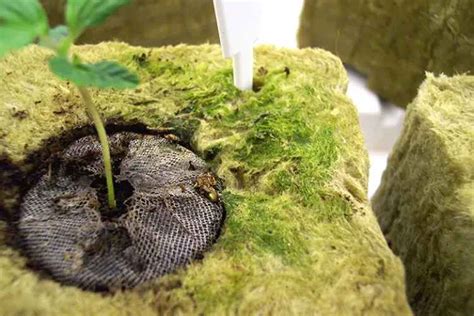 How To Get Rid Of Algae In Hydroponics In 9 Easy Ways