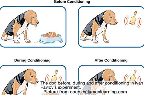 Pavlov And Classical Conditioning The National Worksheets Library