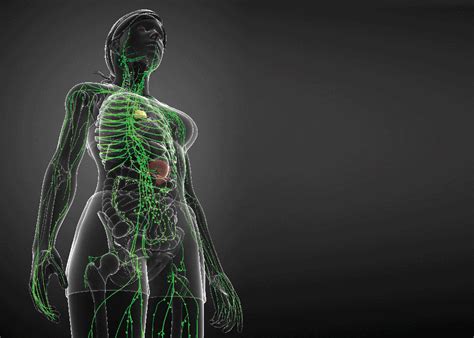 Lymphatic Circulation  My Xxx Hot Girl