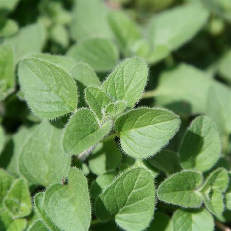 The Hidden Health Benefits Of Oregano More Than Just A Spice